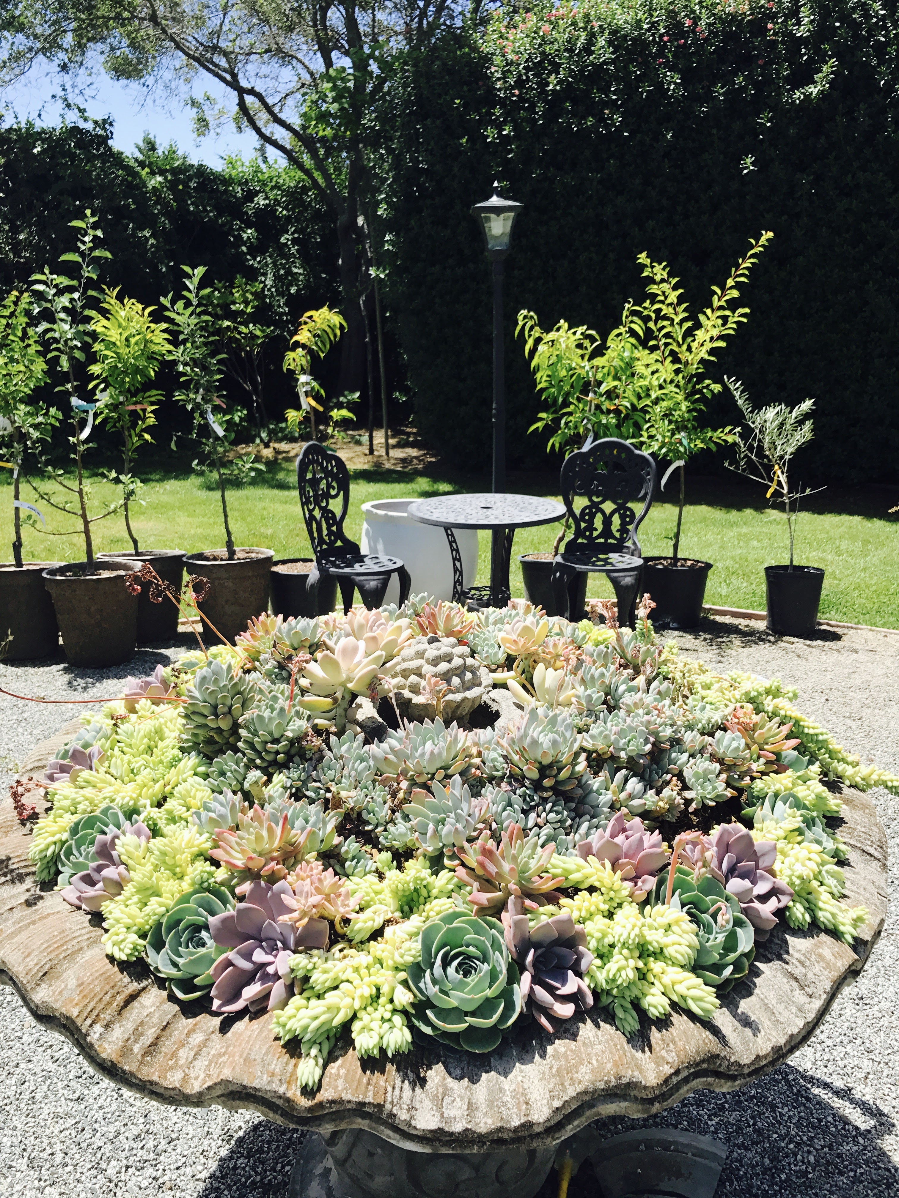 Succulents – Wild Culture Farm