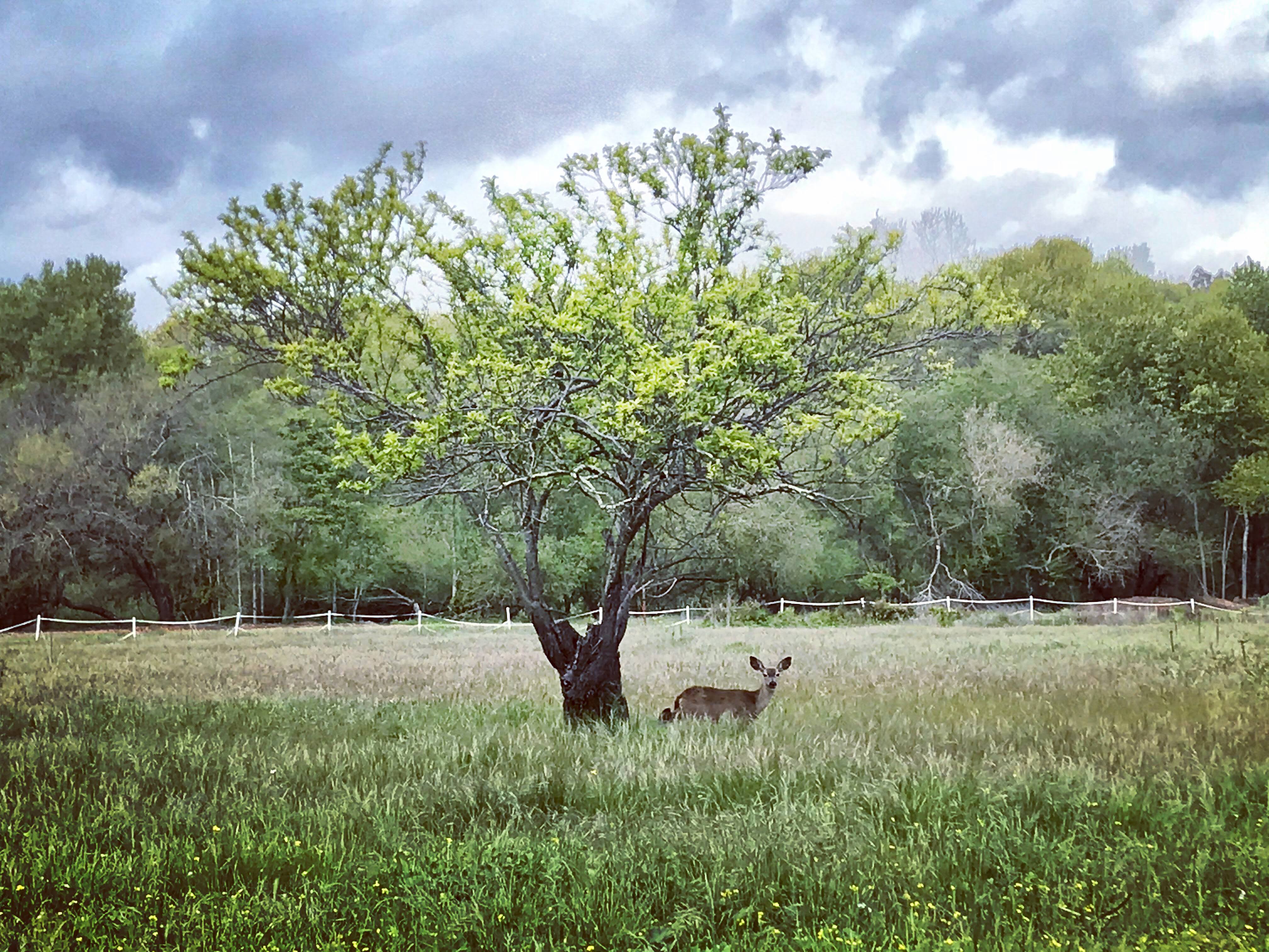 The Wild – Wild Culture Farm